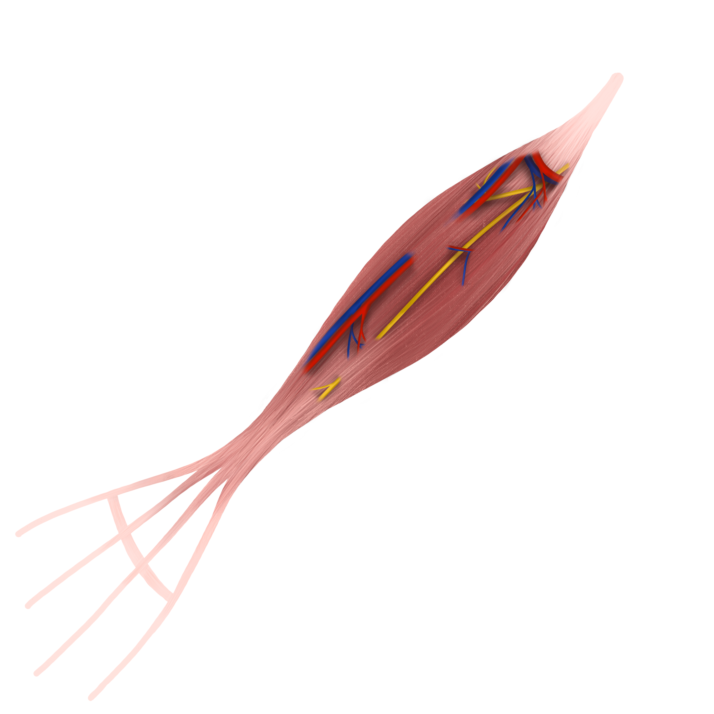 Forearm#N# – Anatomy Ink Motion