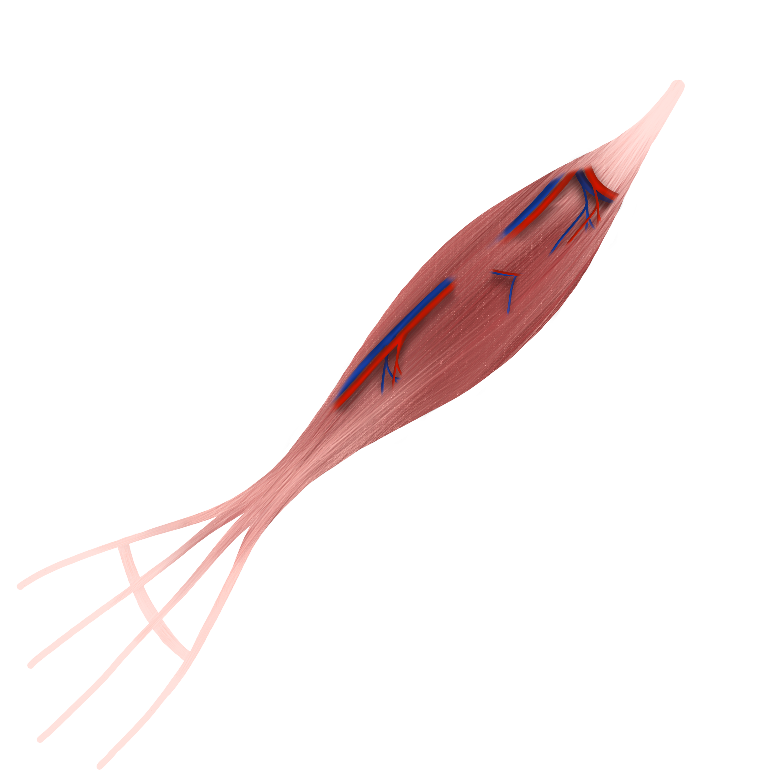 Posterior Forearm Neurovascular Version#N# – Anatomy Ink Motion