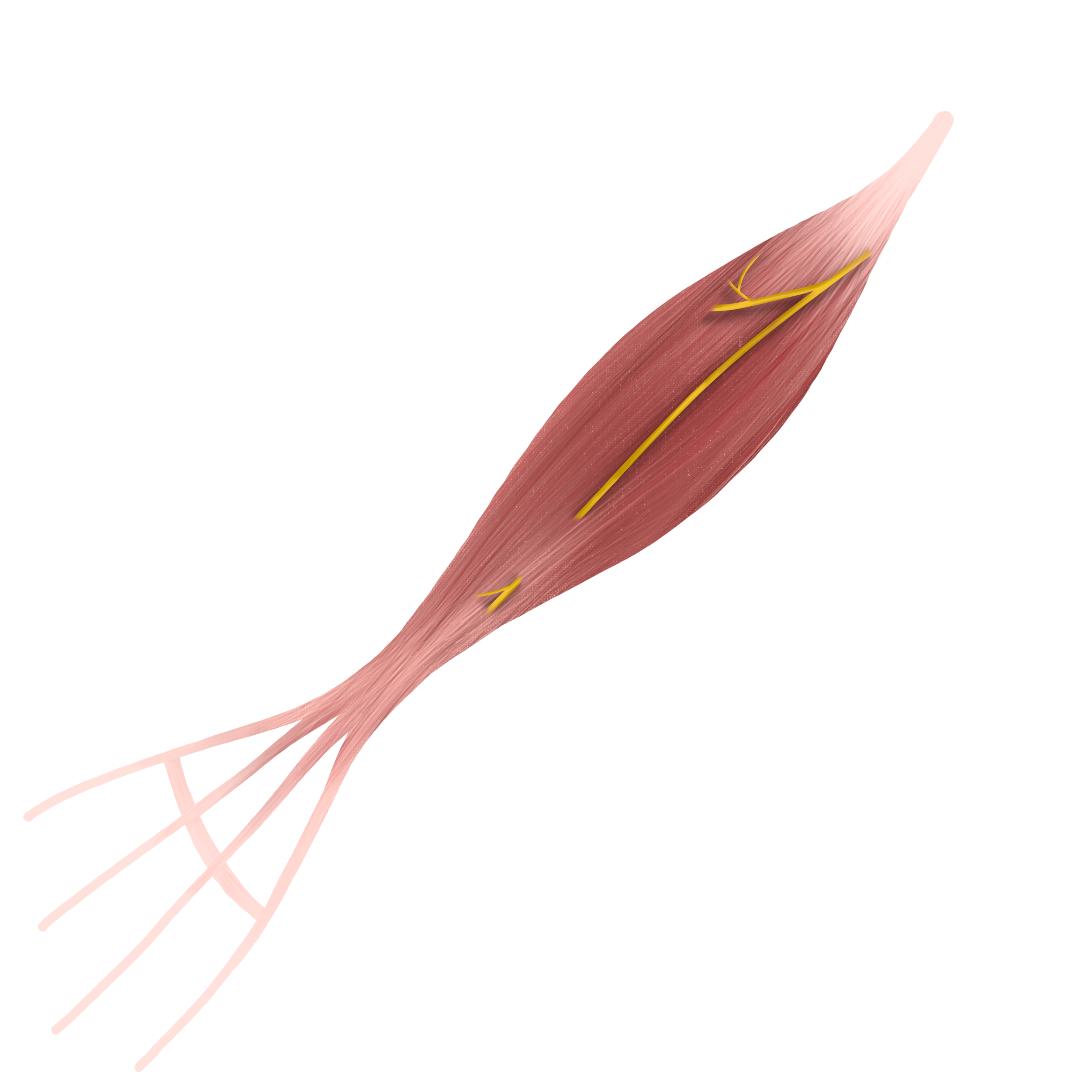 Posterior Forearm Neurovascular Version#N# – Anatomy Ink Motion