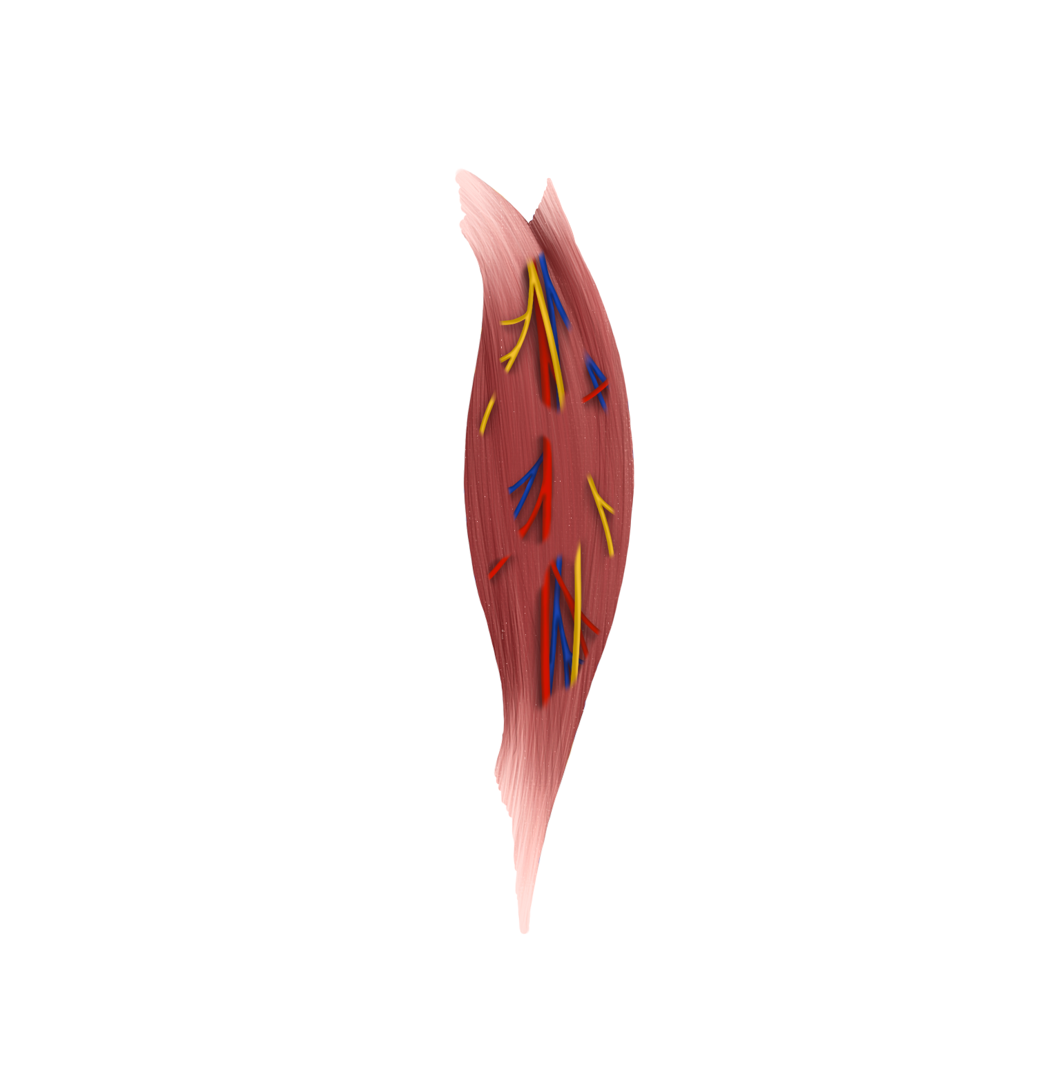 Products – Anatomy Ink Motion