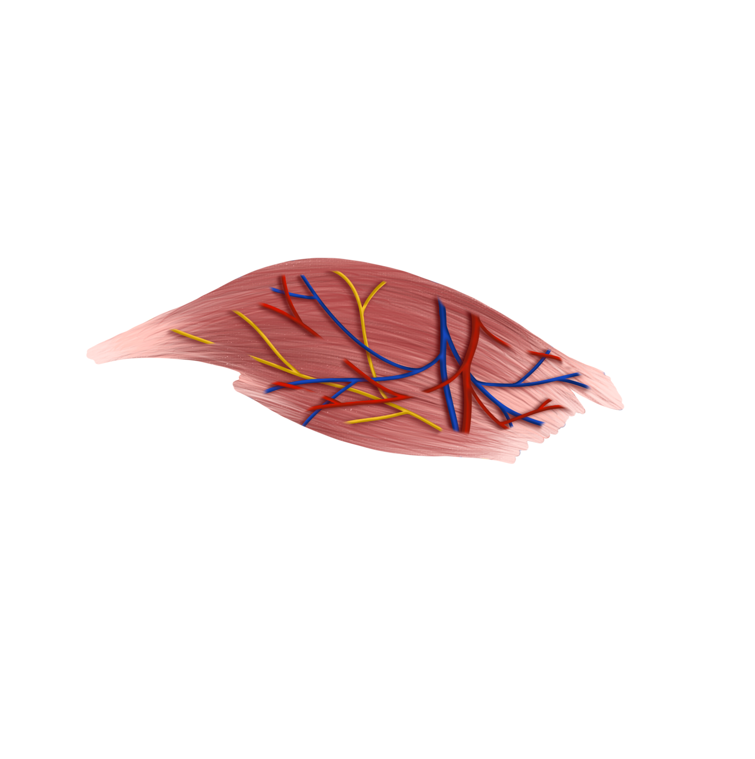 Products – Anatomy Ink Motion