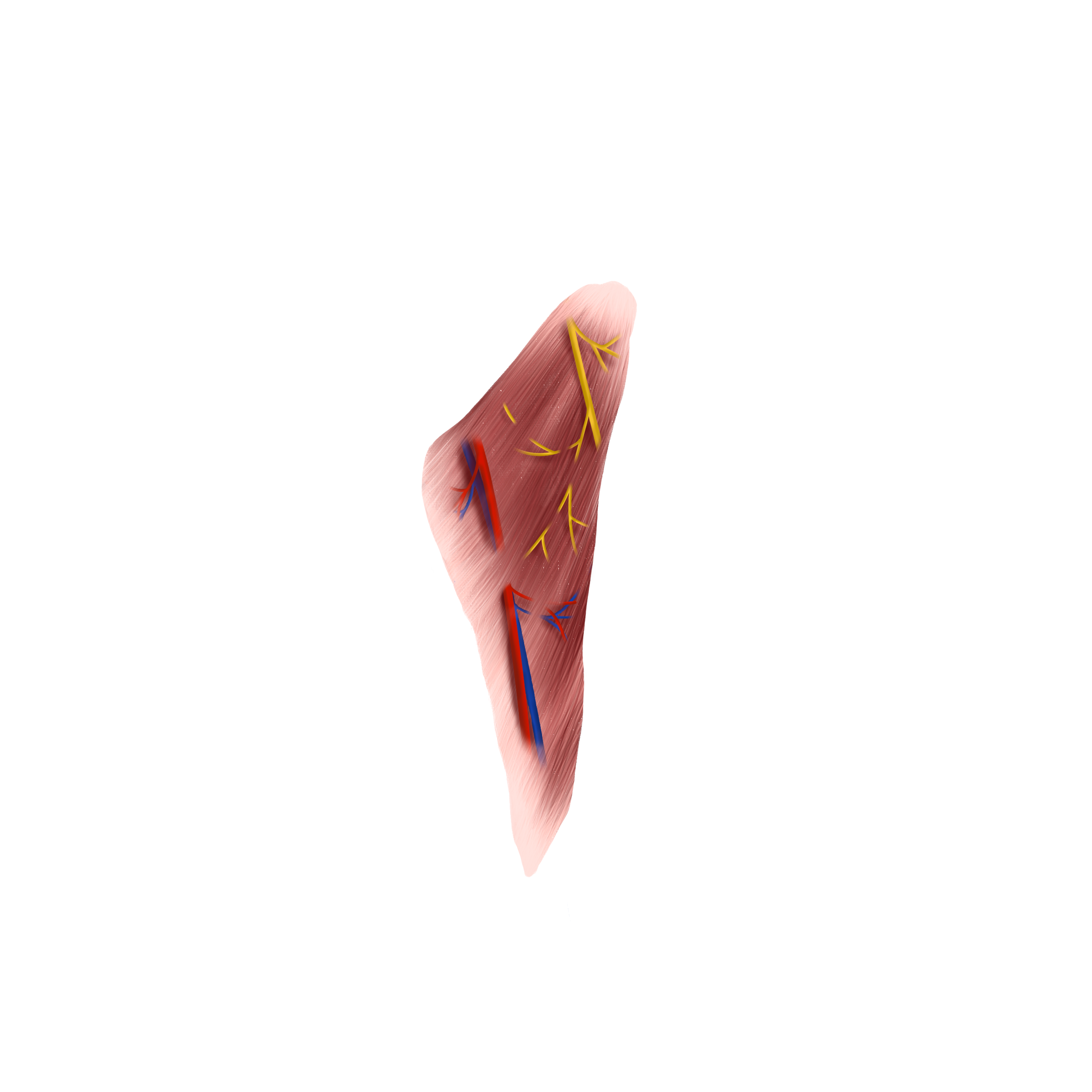 Products – Anatomy Ink Motion