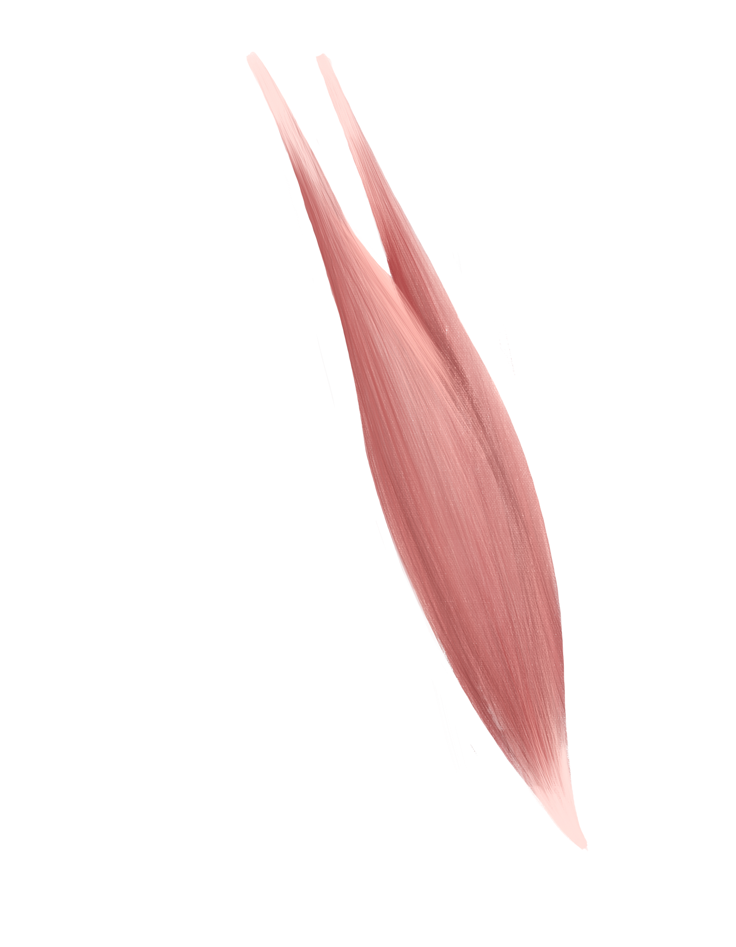 New Arm – Anatomy Ink Motion