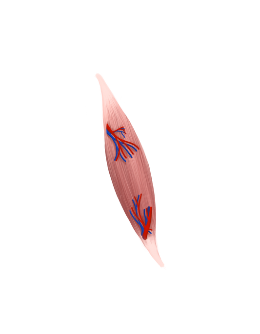Arm Neurovascular Version – Anatomy Ink Motion