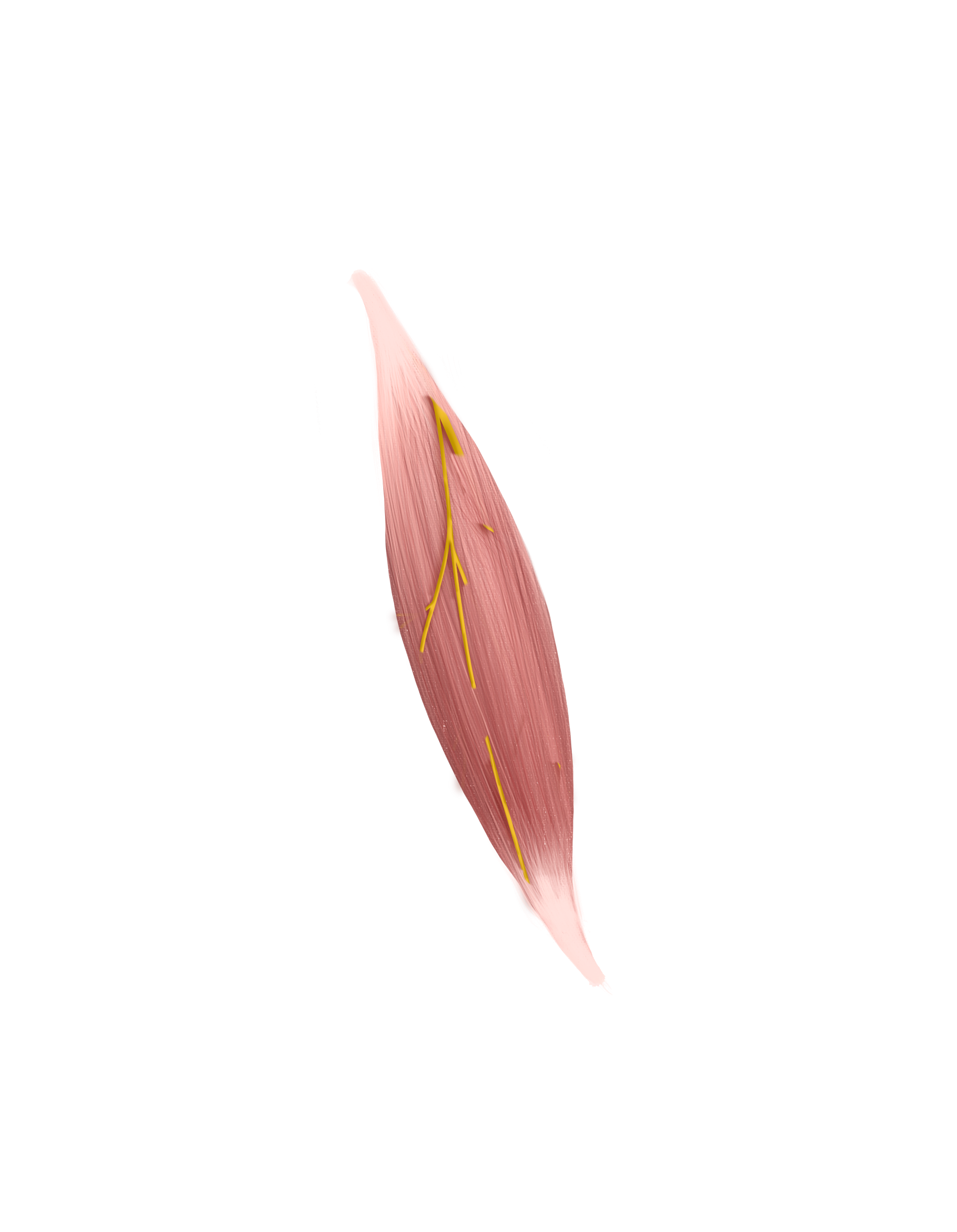 Arm Neurovascular Version – Anatomy Ink Motion