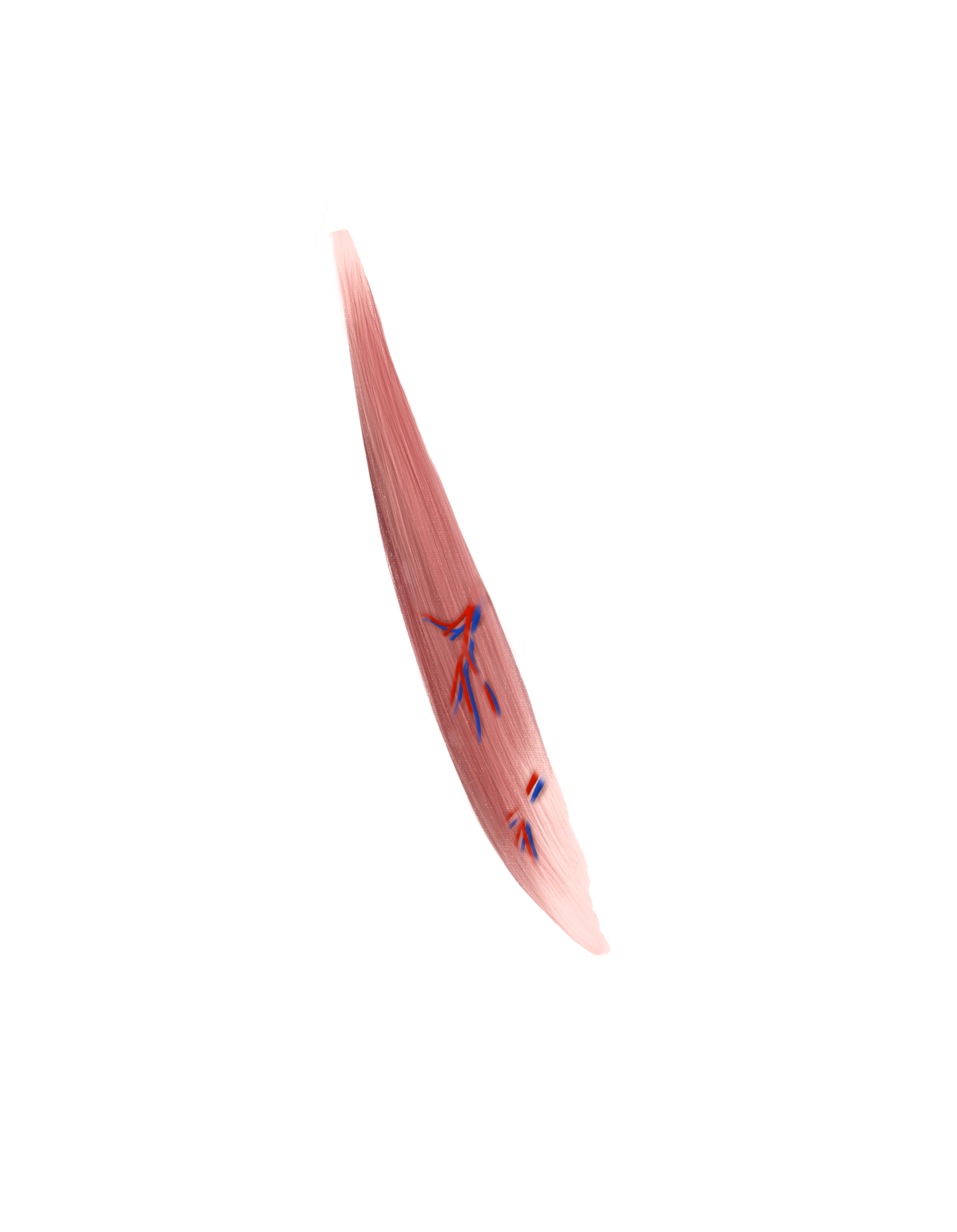 Arm Neurovascular Version – Anatomy Ink Motion