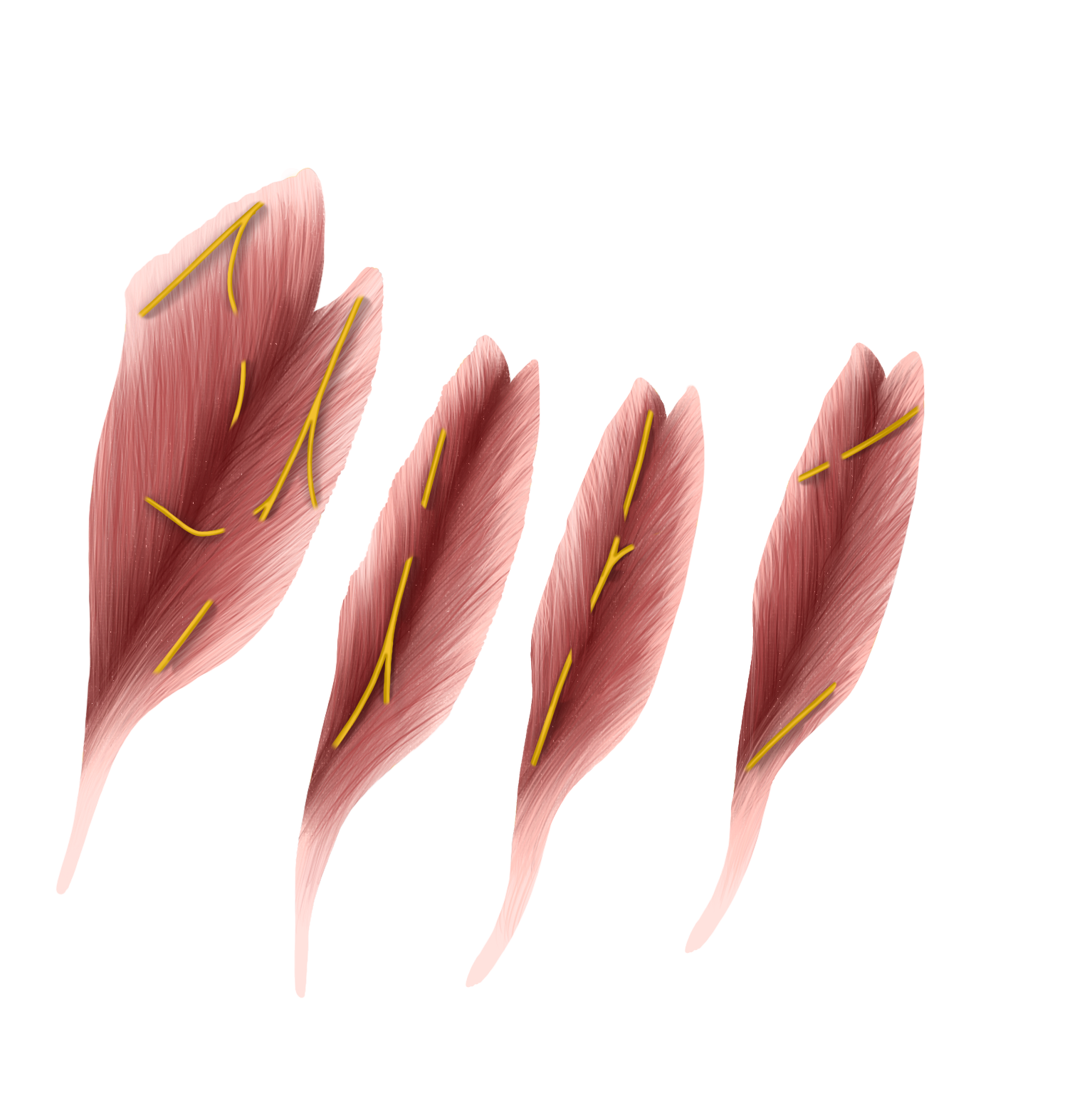 Hand Neurovascular version – Anatomy Ink Motion