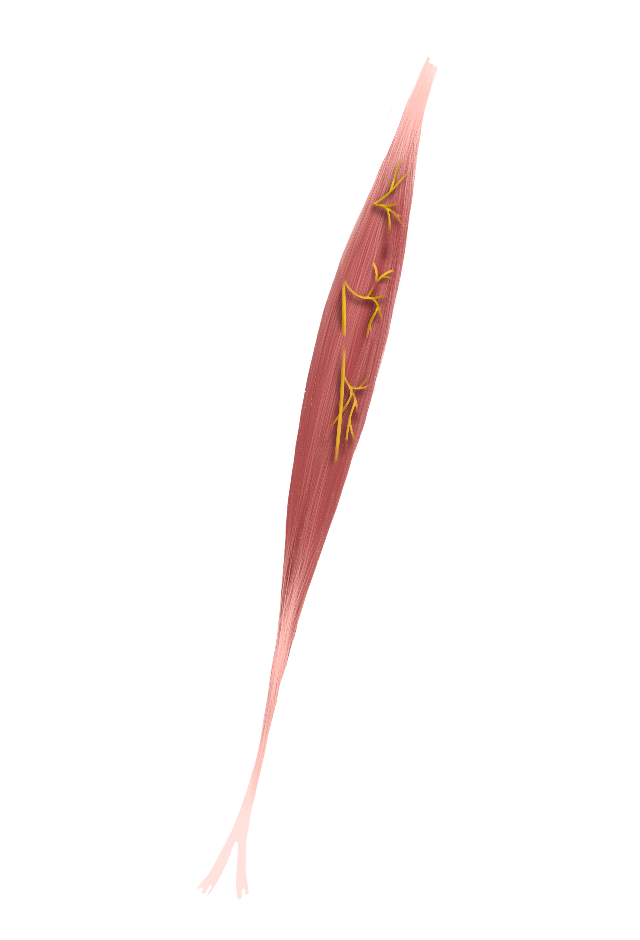 Anterior Forearm Nerves – Anatomy Ink Motion