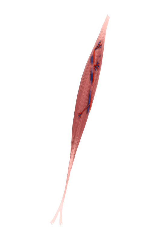 Anterior Forearm Blood – Anatomy Ink Motion