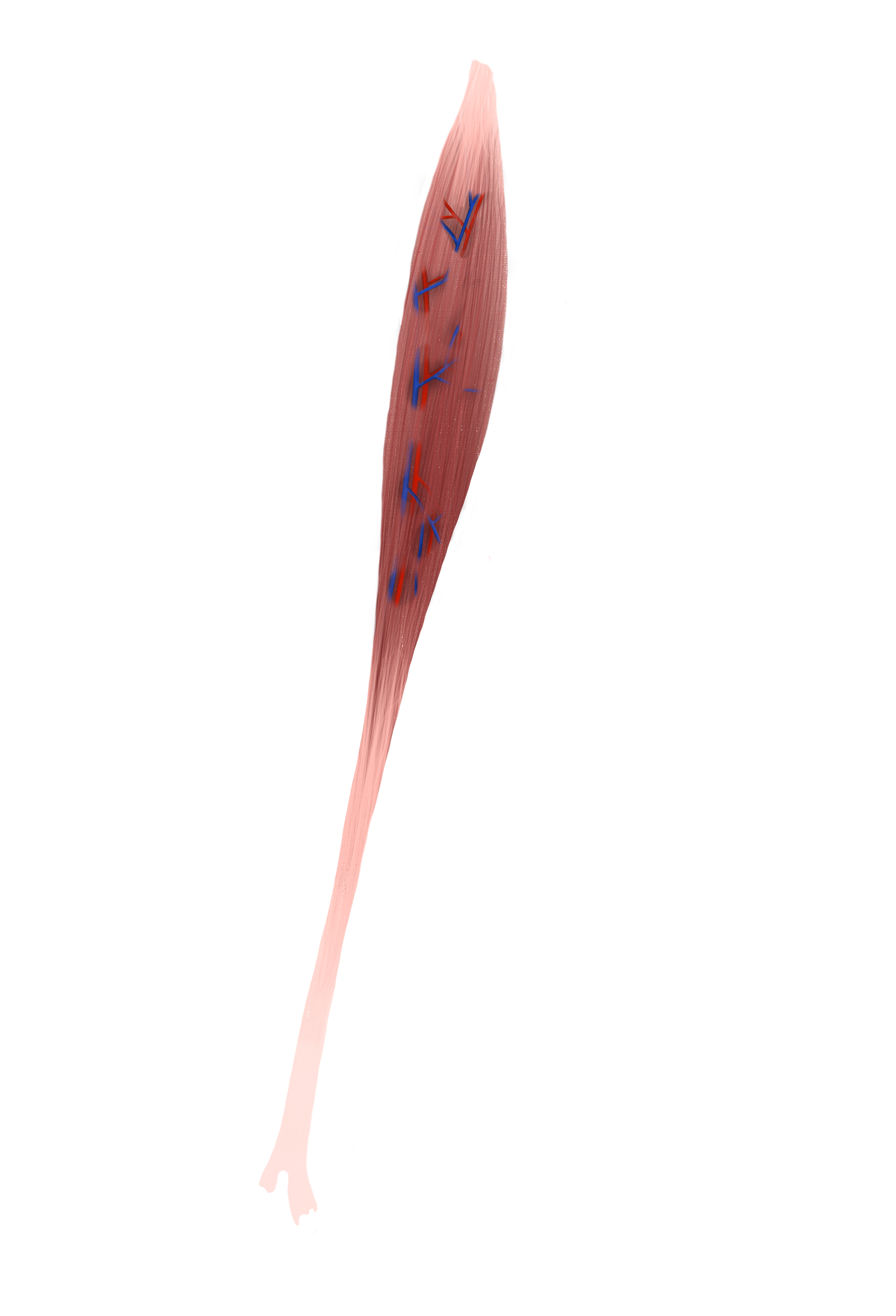 Anterior Forearm Blood – Anatomy Ink Motion