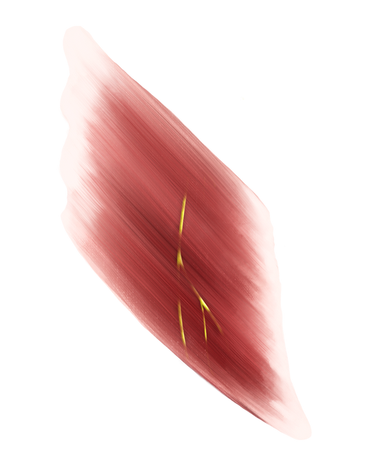 Scapular and Deltoid region Nerves – Anatomy Ink Motion