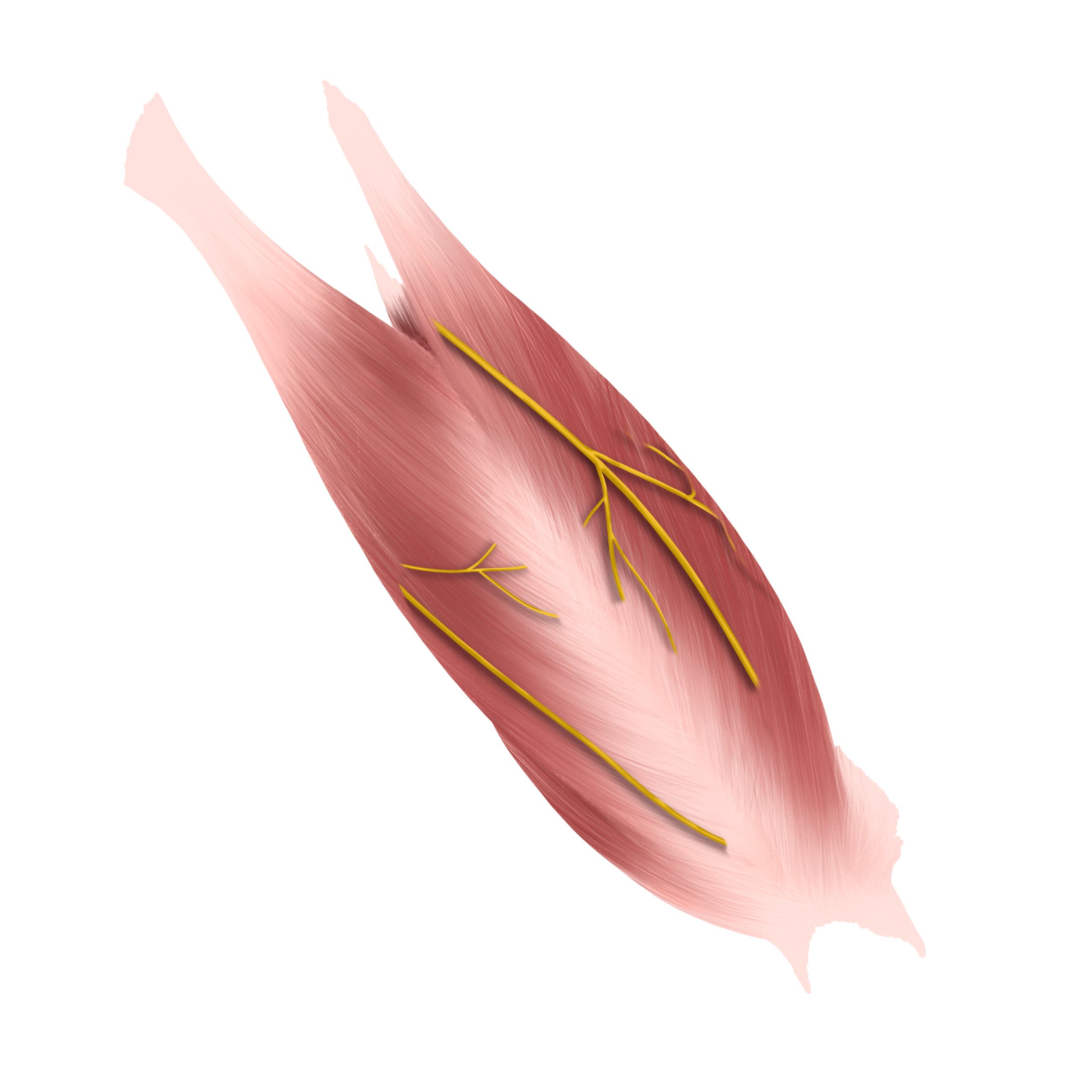 Arm Neurovascular Version – Anatomy Ink Motion